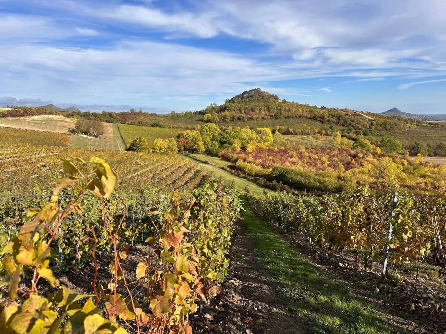 Czech Republic Wine: A Guide To Terroir, Regions , And Grapes