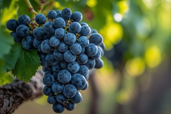 Pinot Noir Decoded: An Essential Grape Varietal Guide